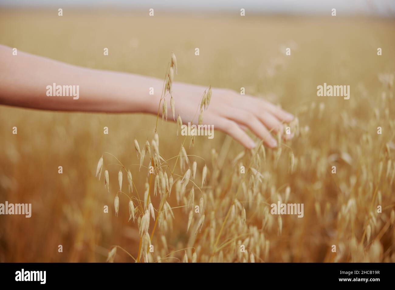 human hand wheat crop agriculture industry fields plant unaltered Stock ...