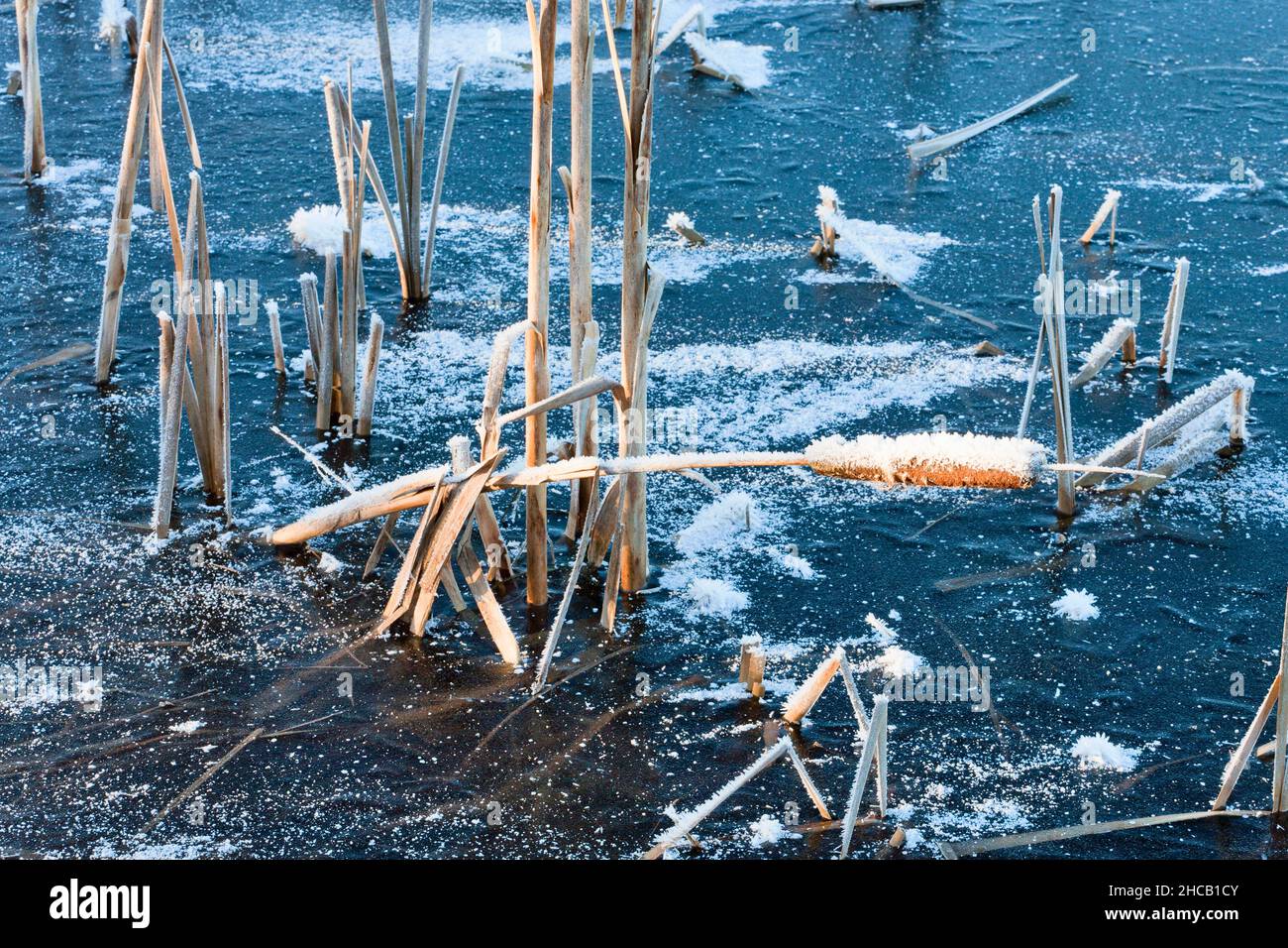 Frozen Bulrush at a lake Stock Photo - Alamy