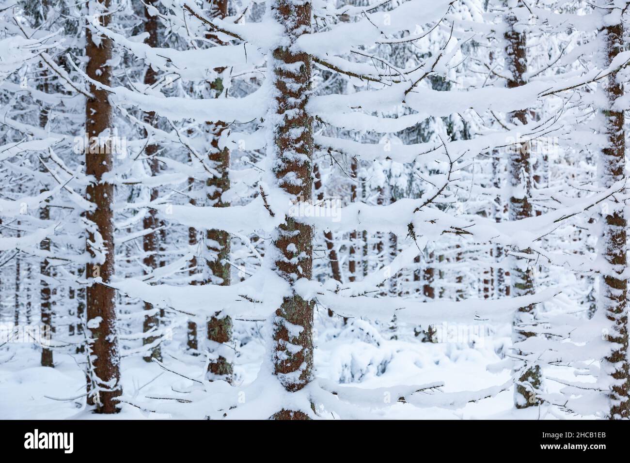 Spruce trees with snow on the branches Stock Photo - Alamy