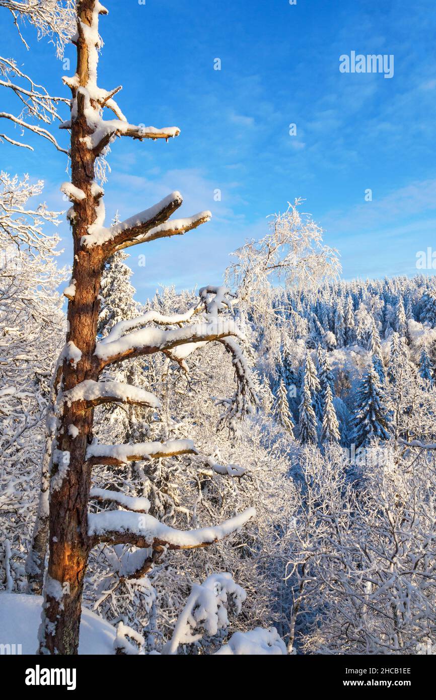 Dead coniferous trees in snow hi-res stock photography and images - Alamy