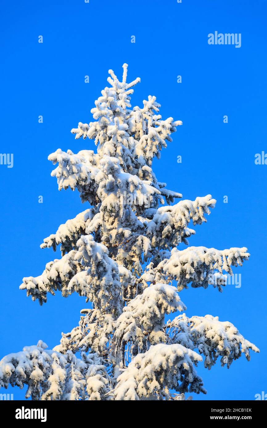 Spruce tree top hi-res stock photography and images - Alamy