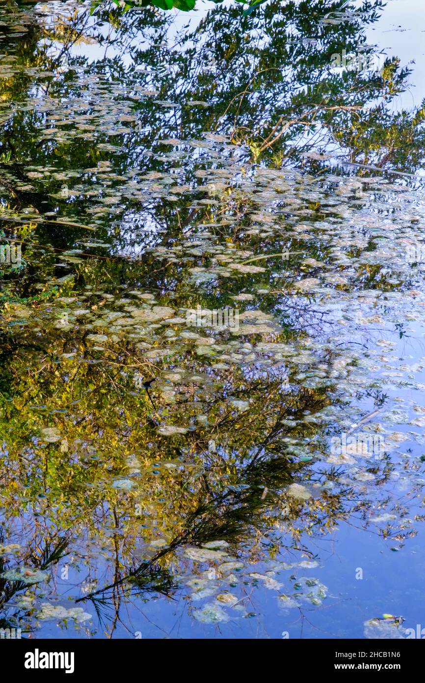 Reflection of tree leaves hi-res stock photography and images - Alamy