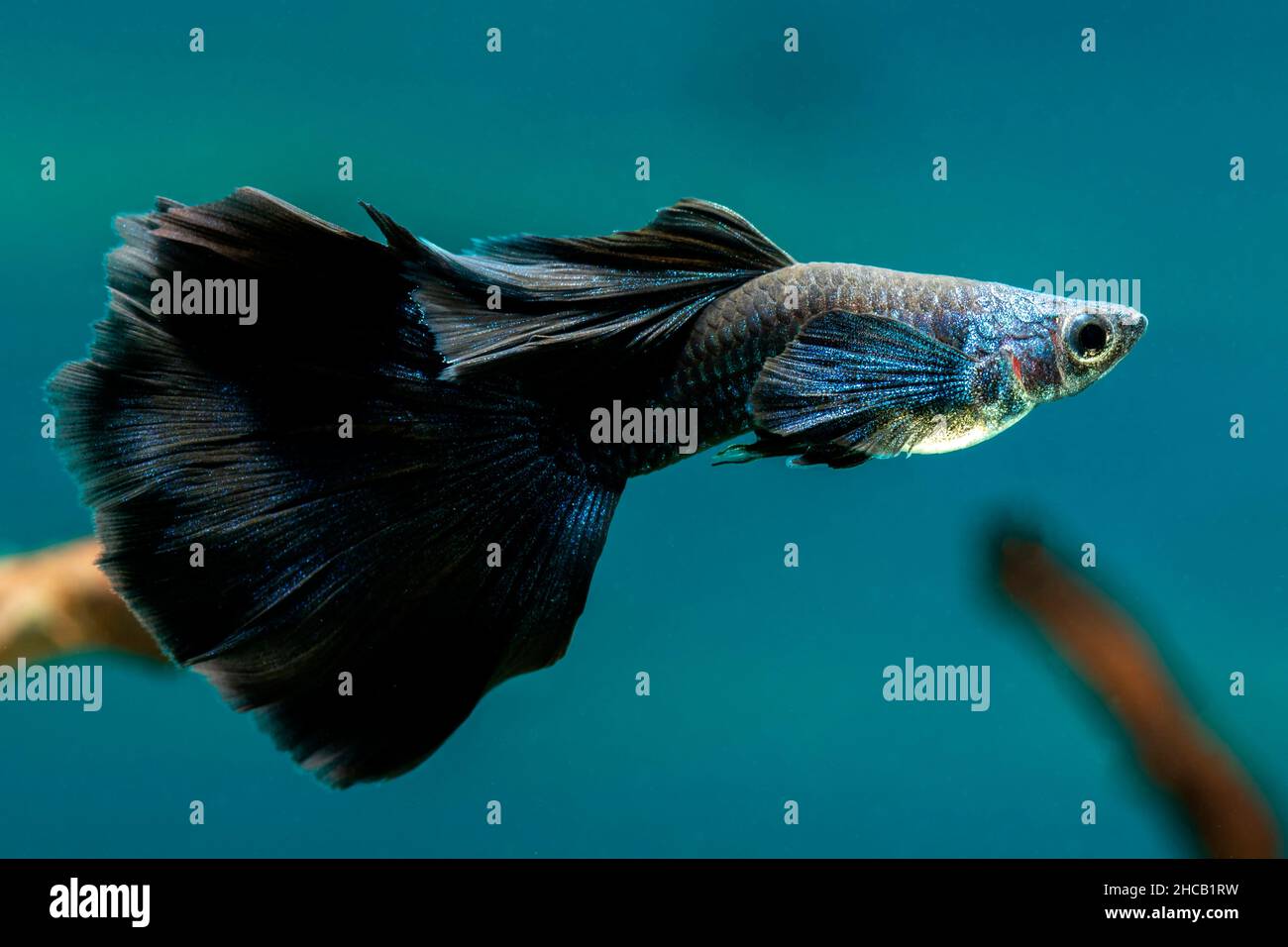 Male Black Guppy in freshwater Aquarium Stock Photo - Alamy