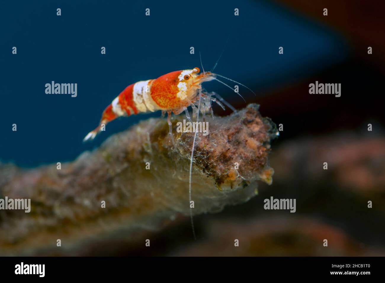 Red Crystal Shrimp in Freshwater Aquarium Stock Photo - Alamy