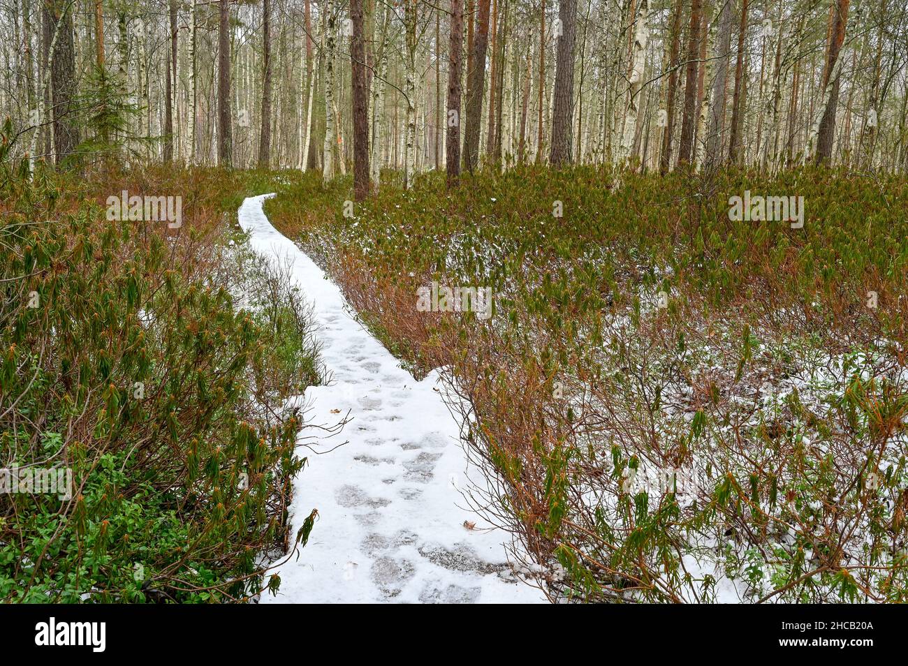 forest trail through forest with foot bridge Stock Photo - Alamy