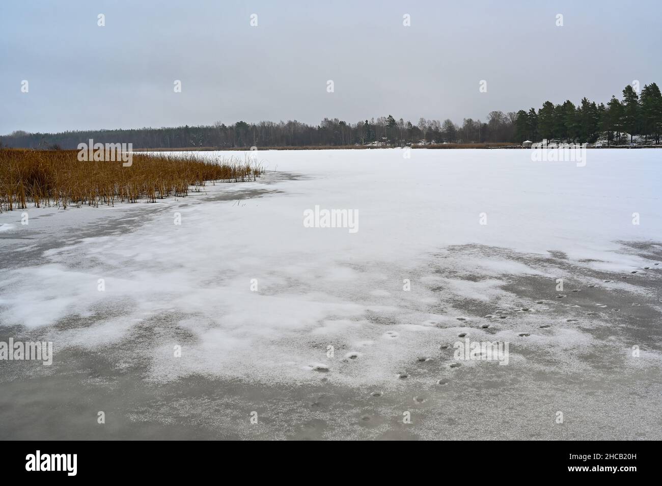 frozen lake covered in snow and melted snow Stock Photo - Alamy