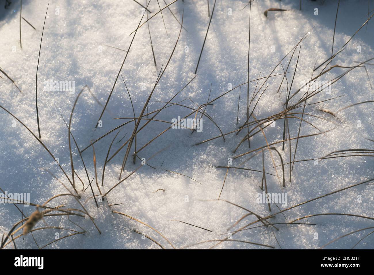 Dry grass in snowdrift is covered with white, fluffy snow Stock Photo ...