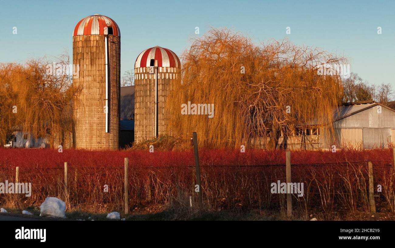 Red barn with silo and a field of bluberries. Rural scene showing a ...