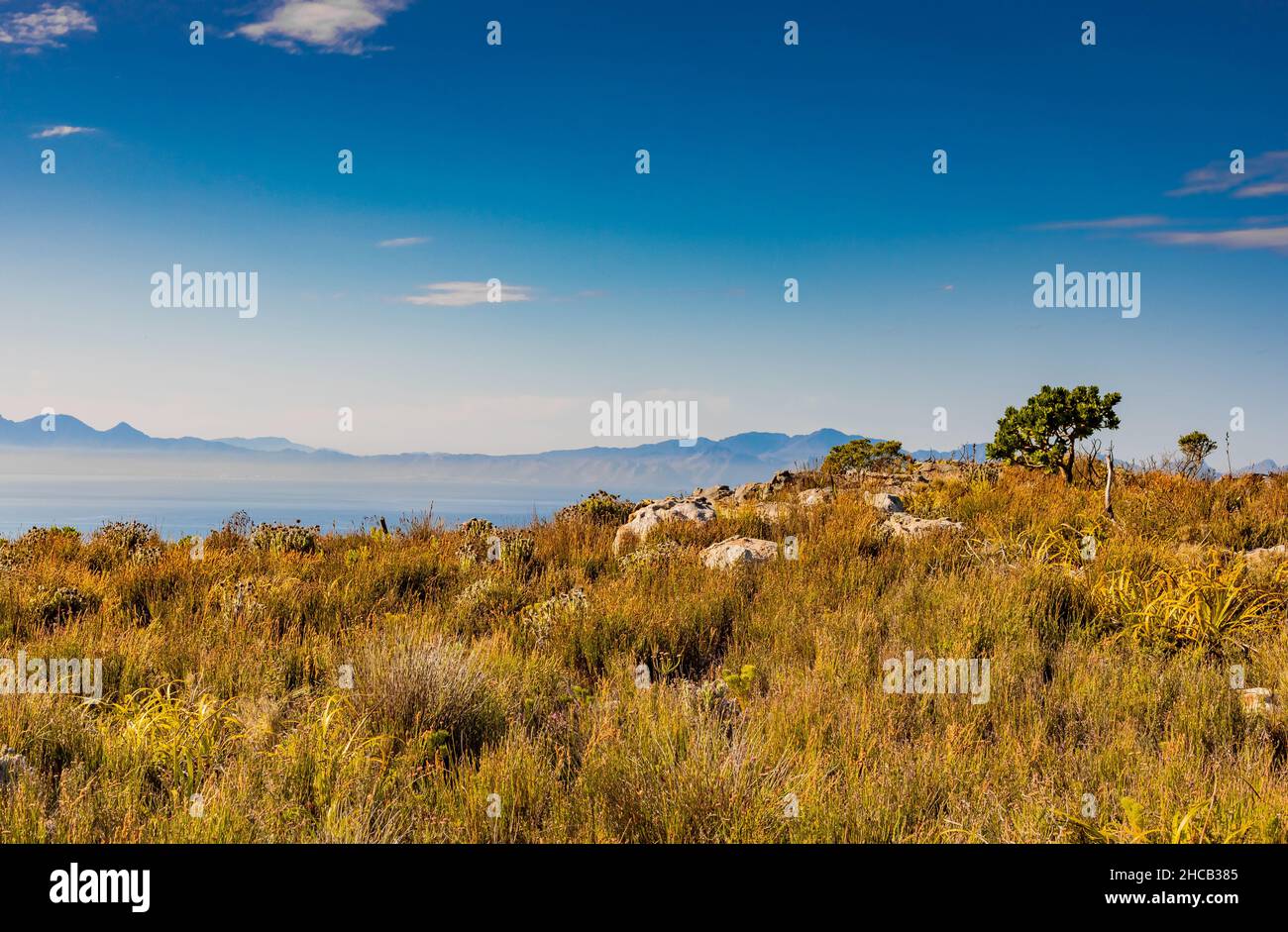 Rugged mountain landscape with fynbos scrub bush flora in Cape Town ...