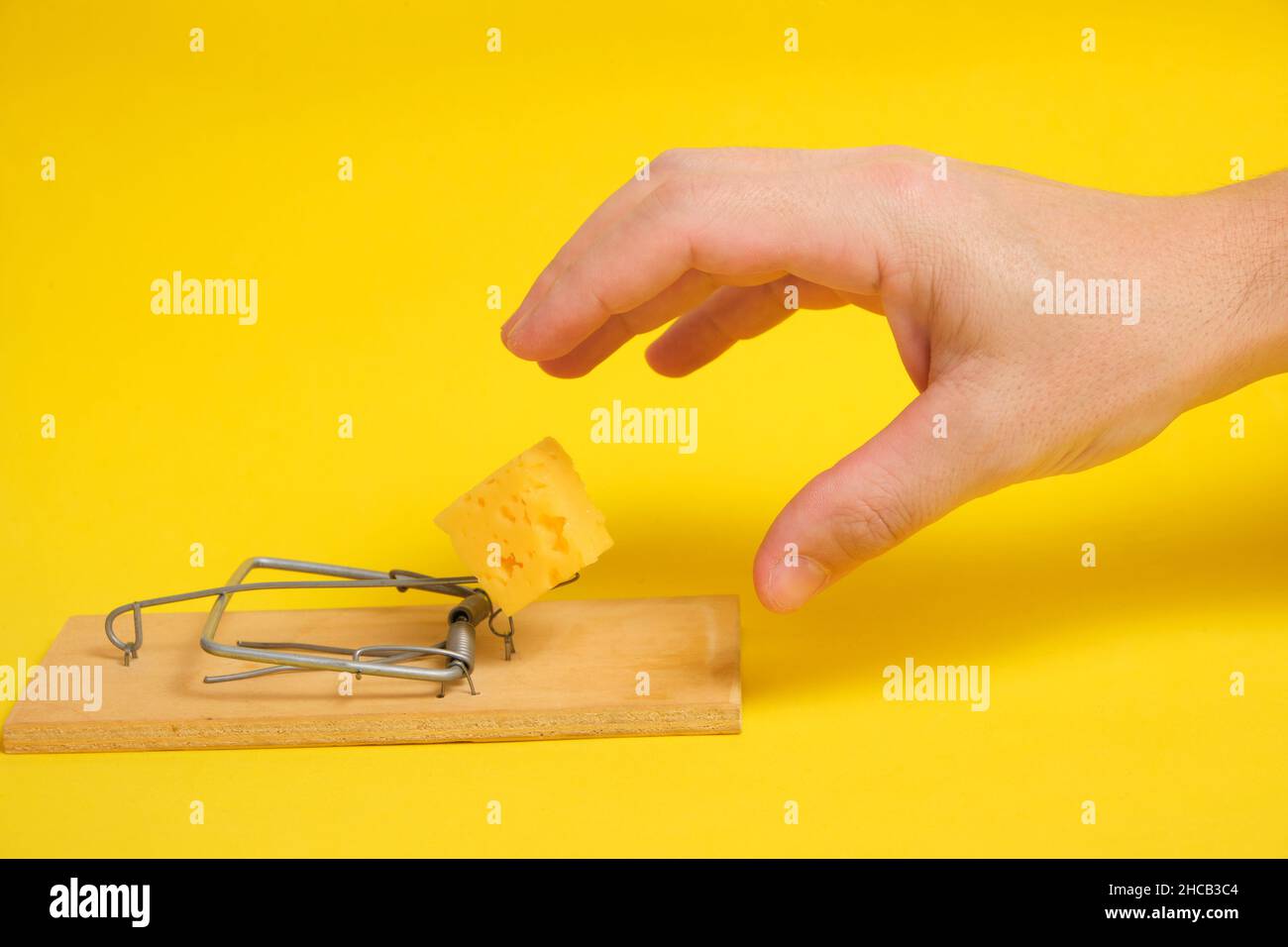 Hand reaches for piece cheese in mousetrap on a yellow background ...