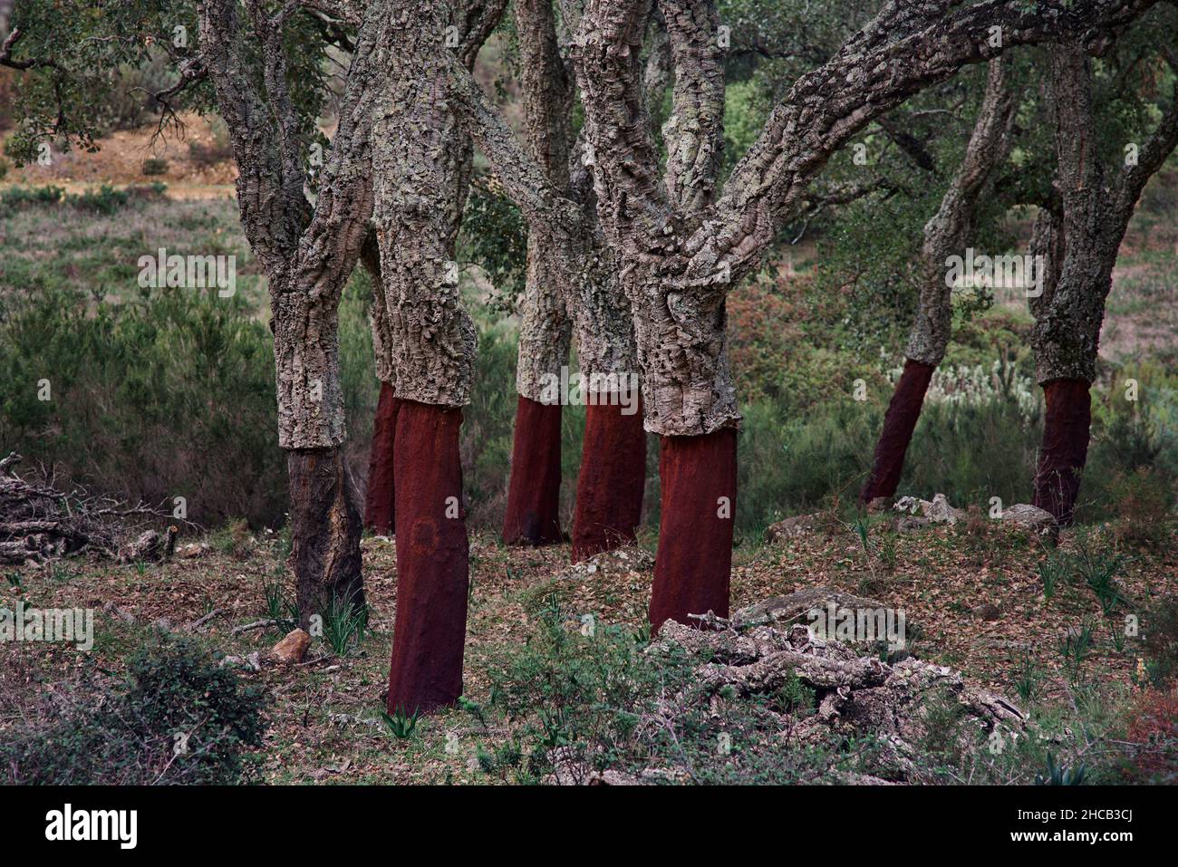 Los Alcornocales Natural Park in Cadiz. Cork oaks (Quercus suber) whose ...