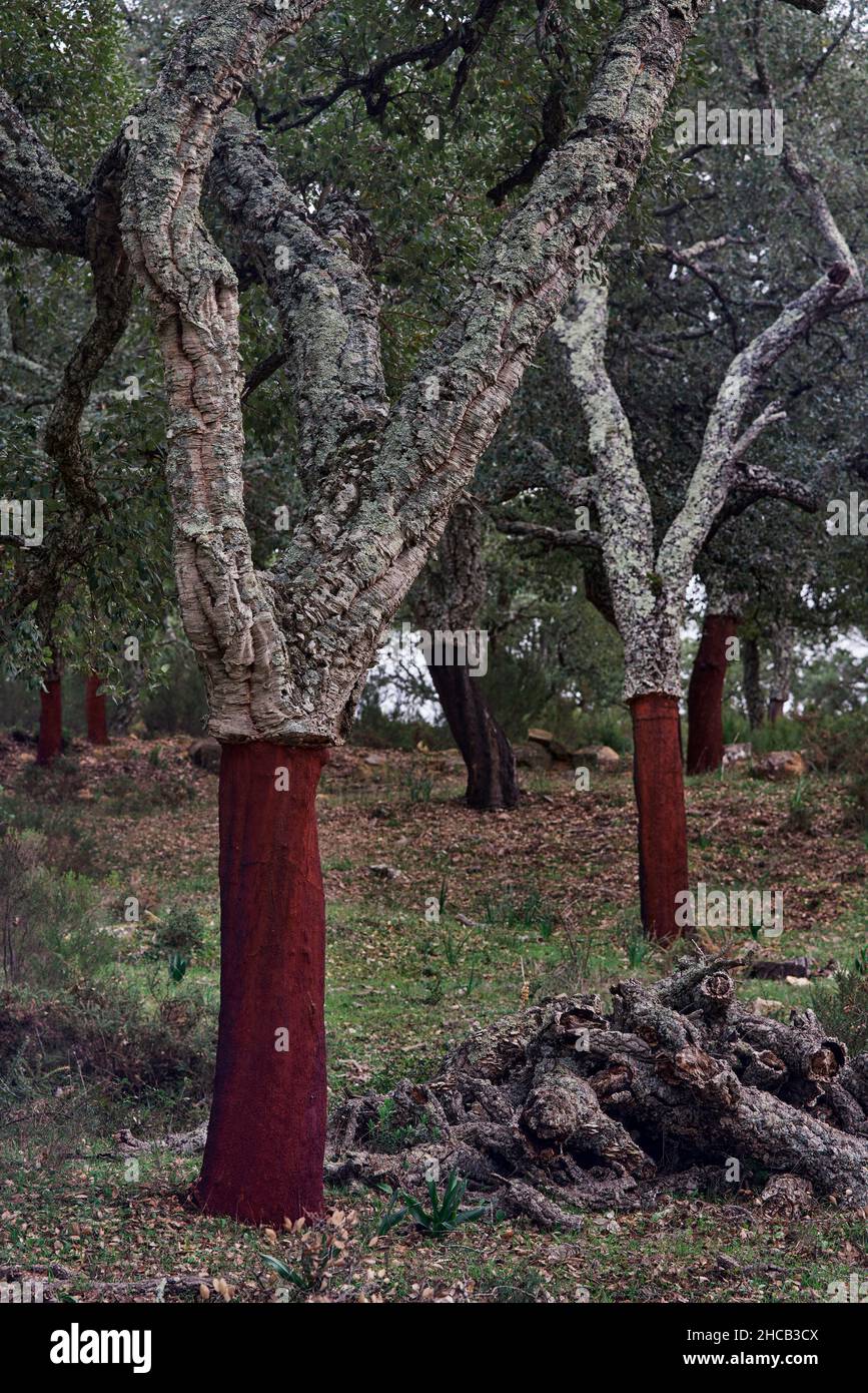 Los Alcornocales Natural Park in Cadiz. Cork oaks (Quercus suber) whose ...