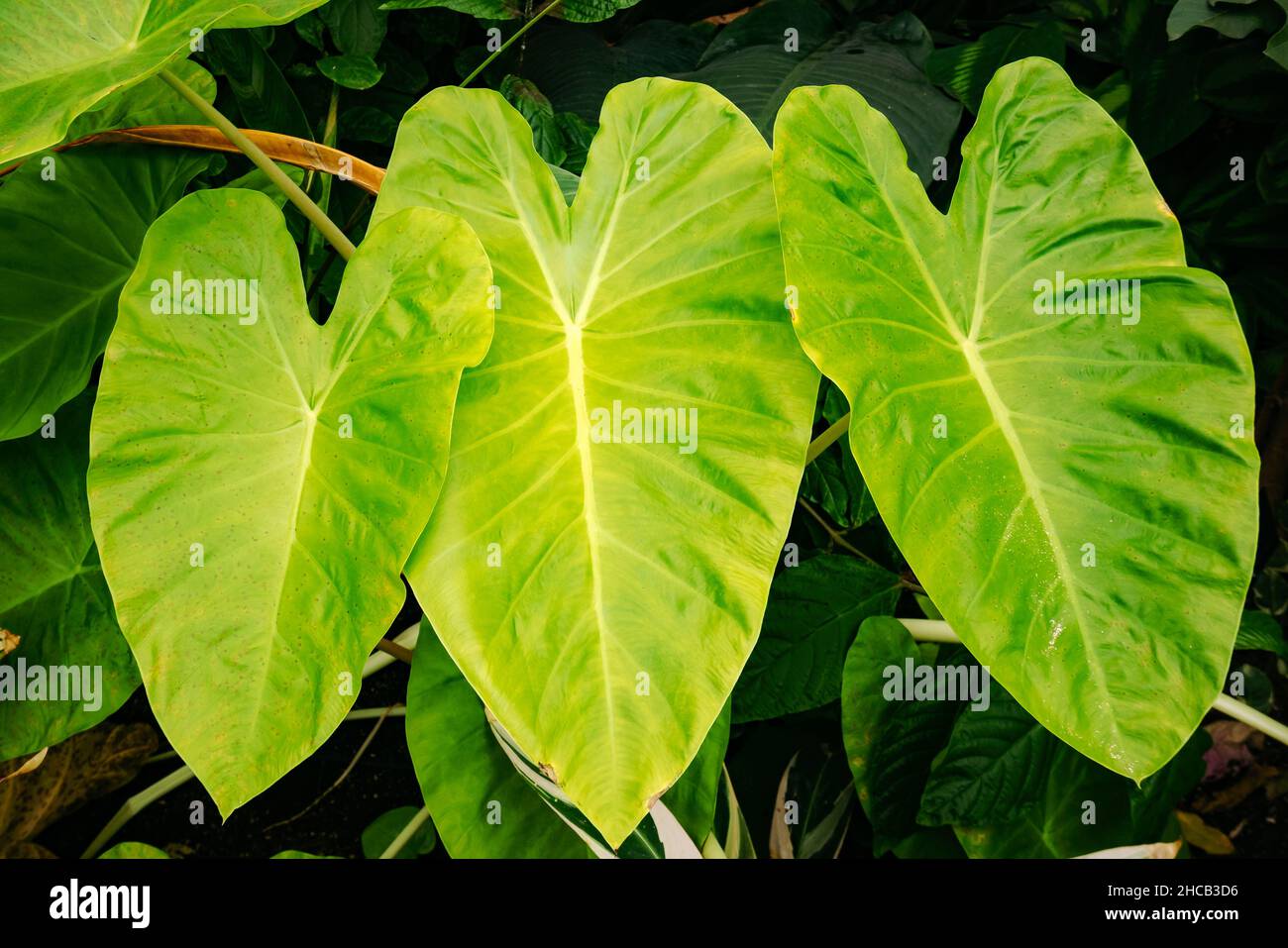 Three heart shaped leaves hi-res stock photography and images - Alamy