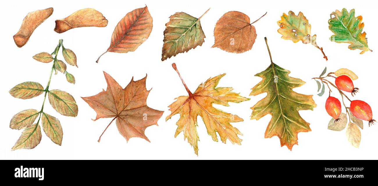 Autumn Leaves Set, Watercolor hand drawn florals illustration, Fall ...