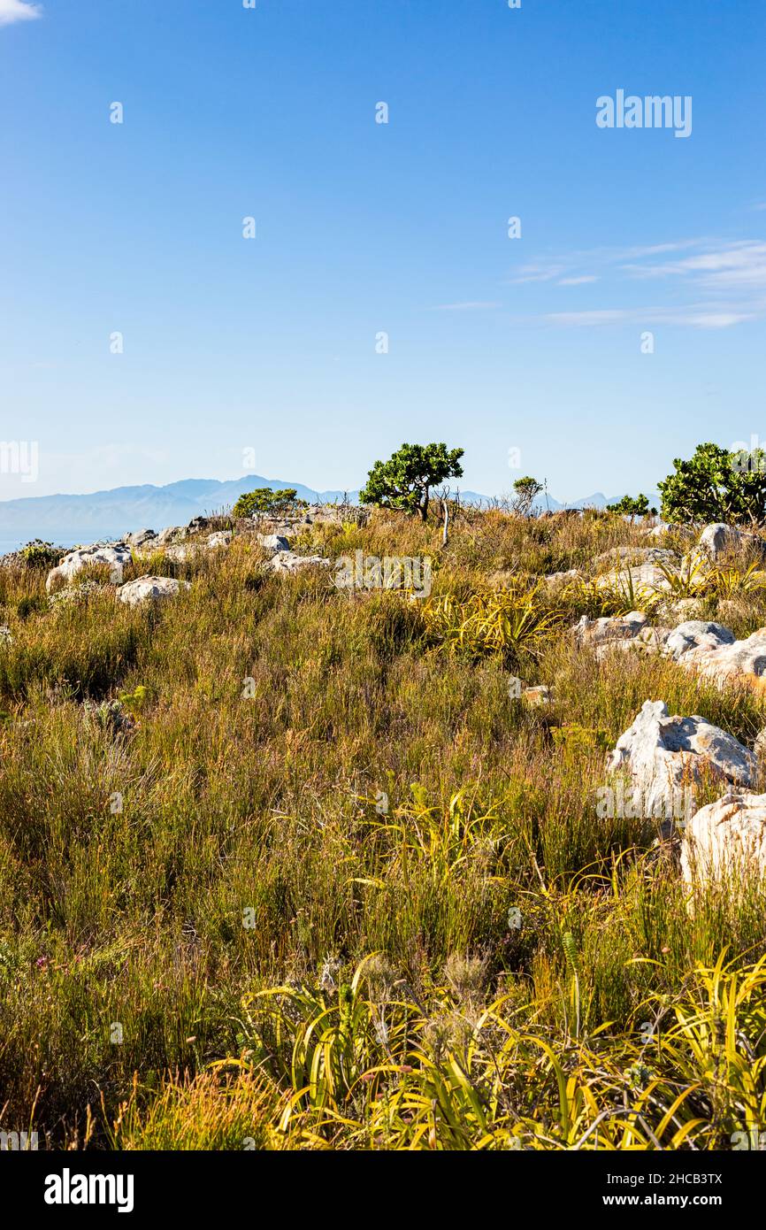 Rugged mountain landscape with fynbos scrub bush flora in Cape Town ...