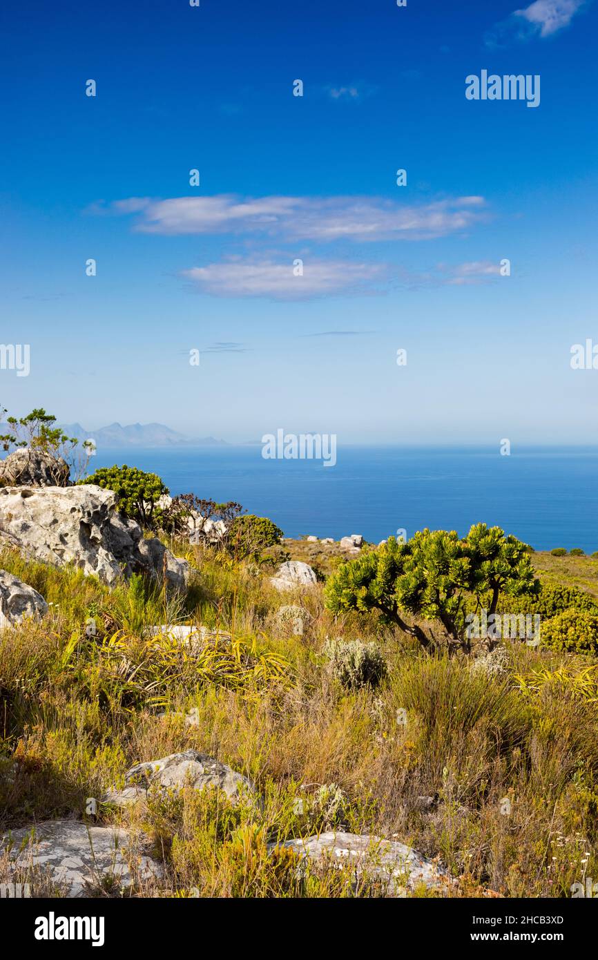 Coastal mountain landscape with fynbos flora in Cape Town South Africa ...