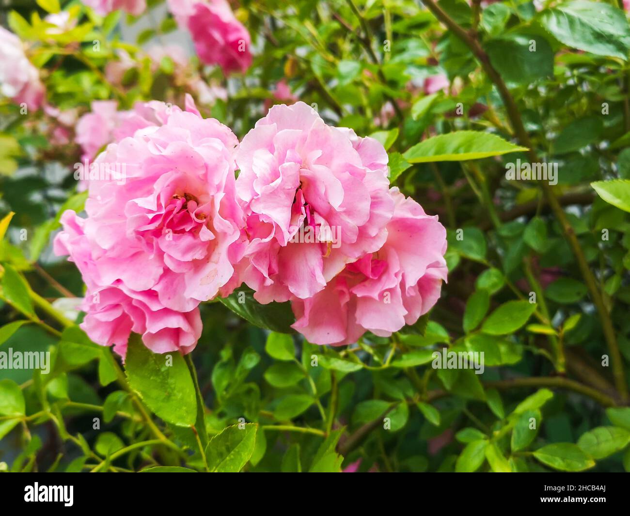 Pink rose flower garden, close up Stock Photo - Alamy