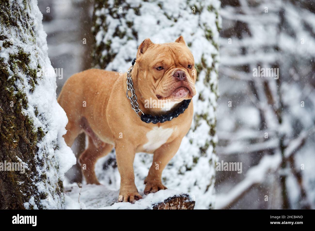 American bully snow hi-res stock photography and images - Alamy
