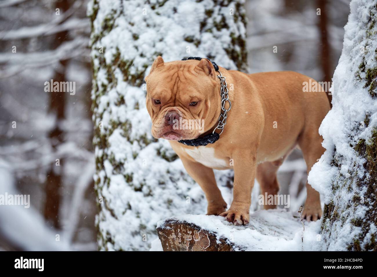 American bully snow hi-res stock photography and images - Alamy