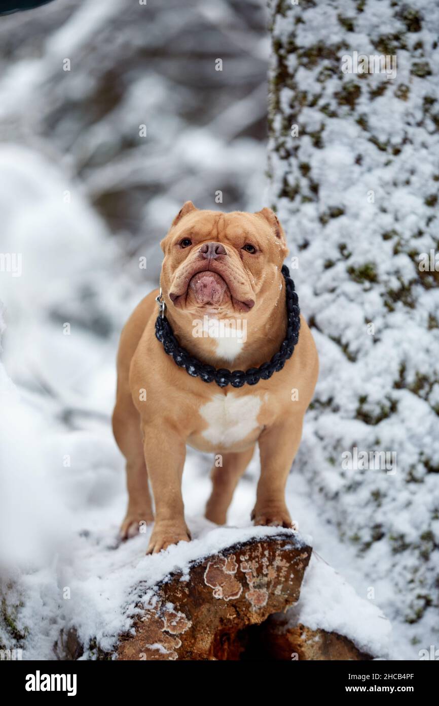 American bully snow hi-res stock photography and images - Alamy