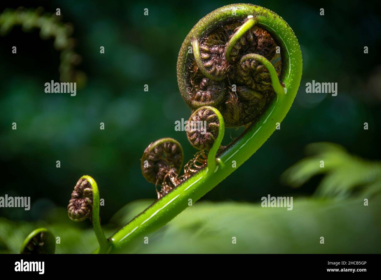 New fern frond, Wadestown, Wellington, North Island, New Zealand Stock ...