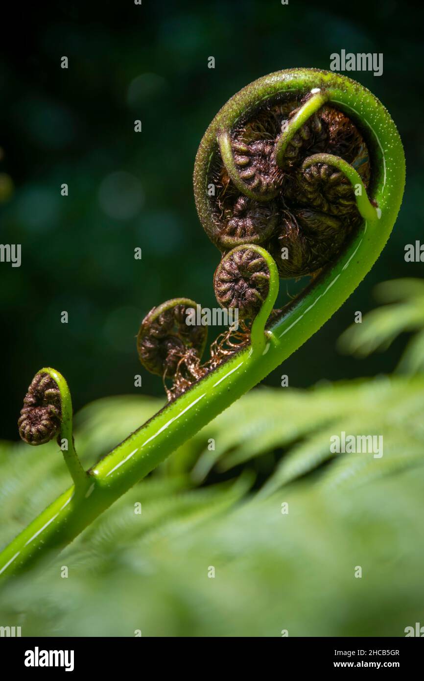 New zealand fern koru hi-res stock photography and images - Alamy
