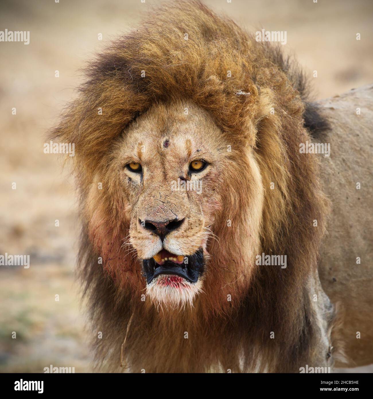 Scary lion hi-res stock photography and images - Alamy
