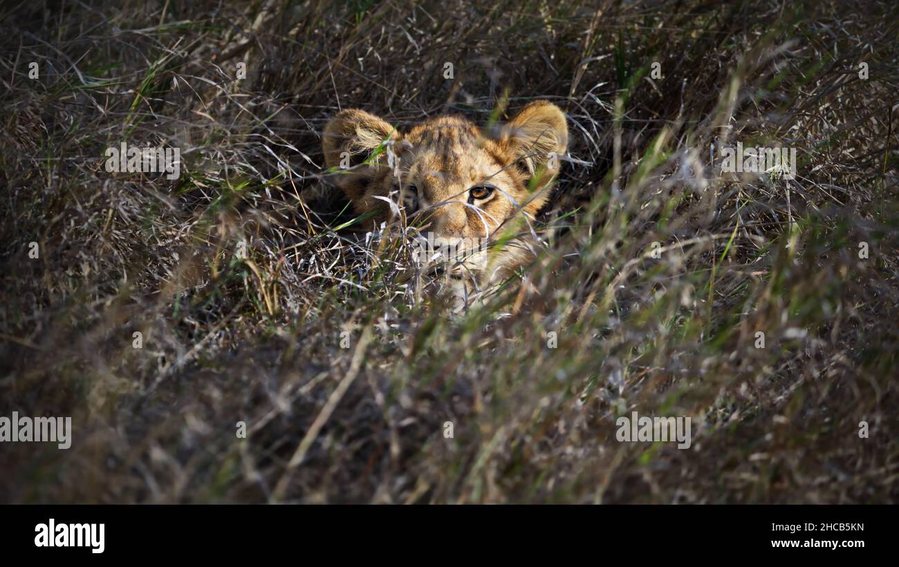 Lion baby in the savanna hi-res stock photography and images - Alamy