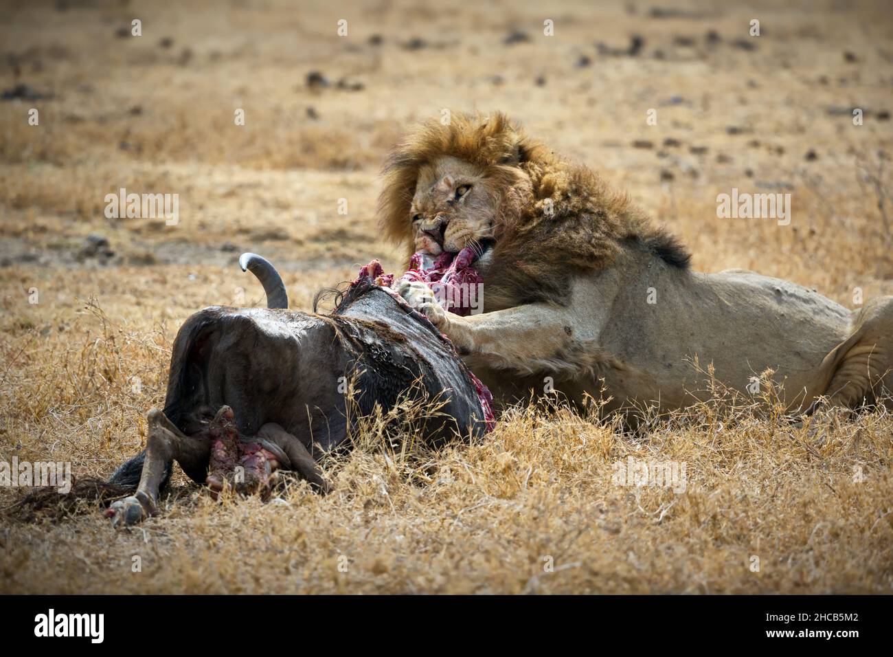 Lion Eating Prey Reaping The Rewards Of A Successful Hunt. A Lion