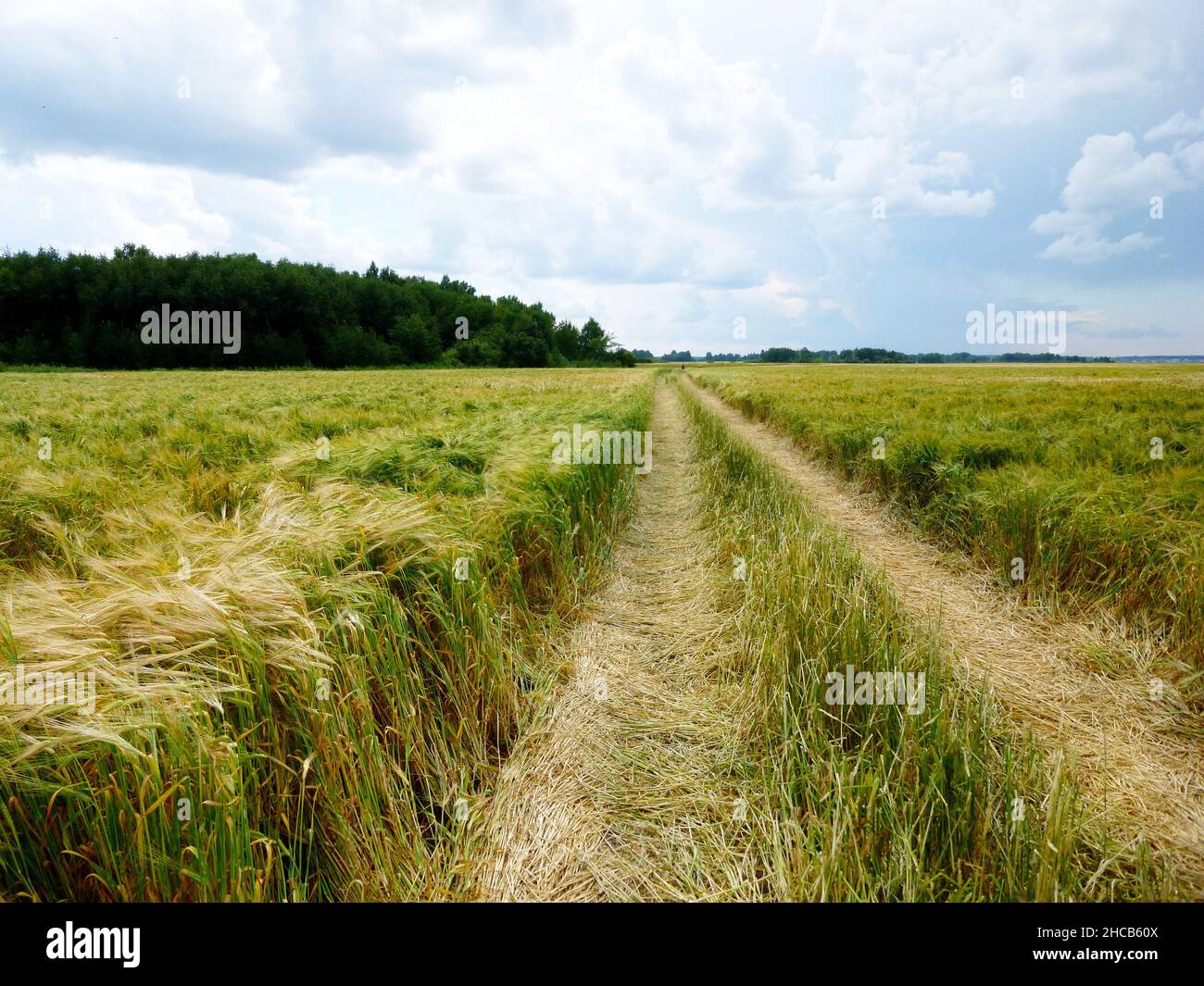 Agricultural rye field under sky with clouds. Harvest theme. Rural ...