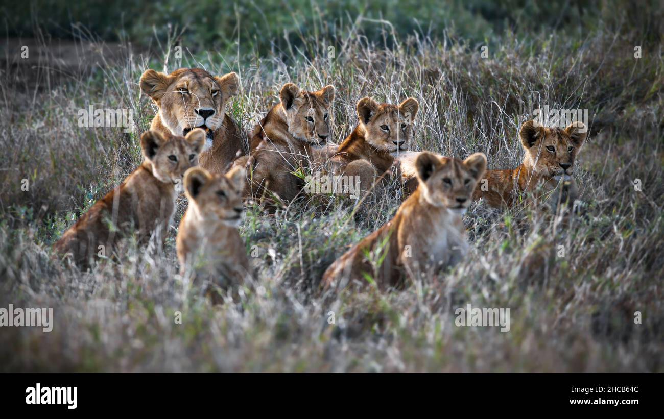 Field in Tanzania nature with lions and cubs during daylight Stock ...