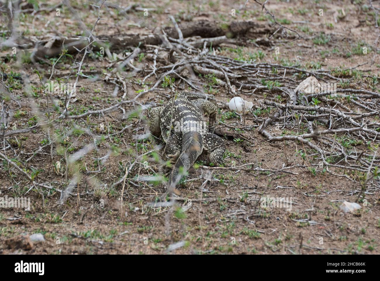 Monitor lizard, a large lizards in the genus Varanus, crawling through ...