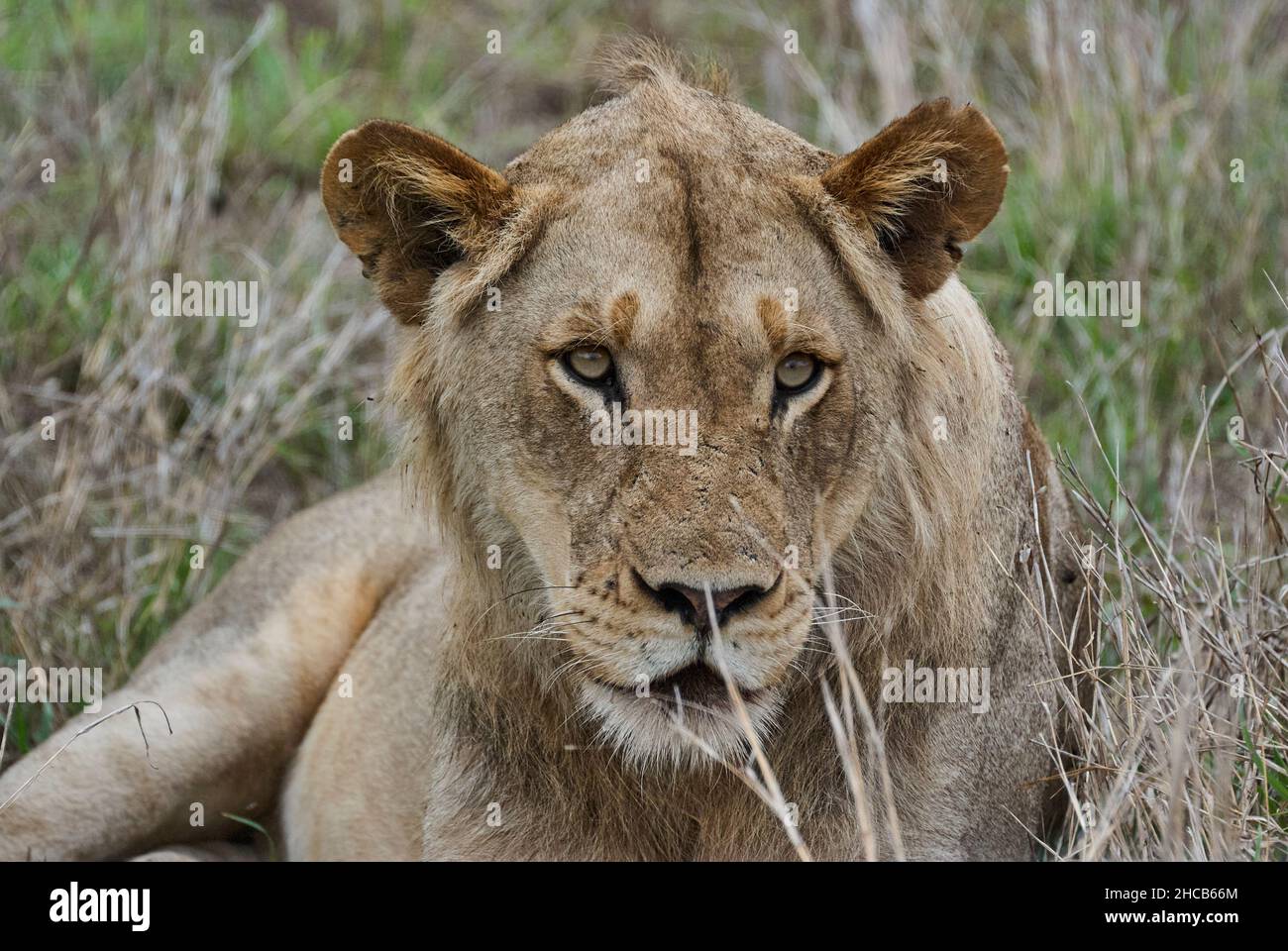 African Lion in its natural habitat in the bush Stock Photo - Alamy