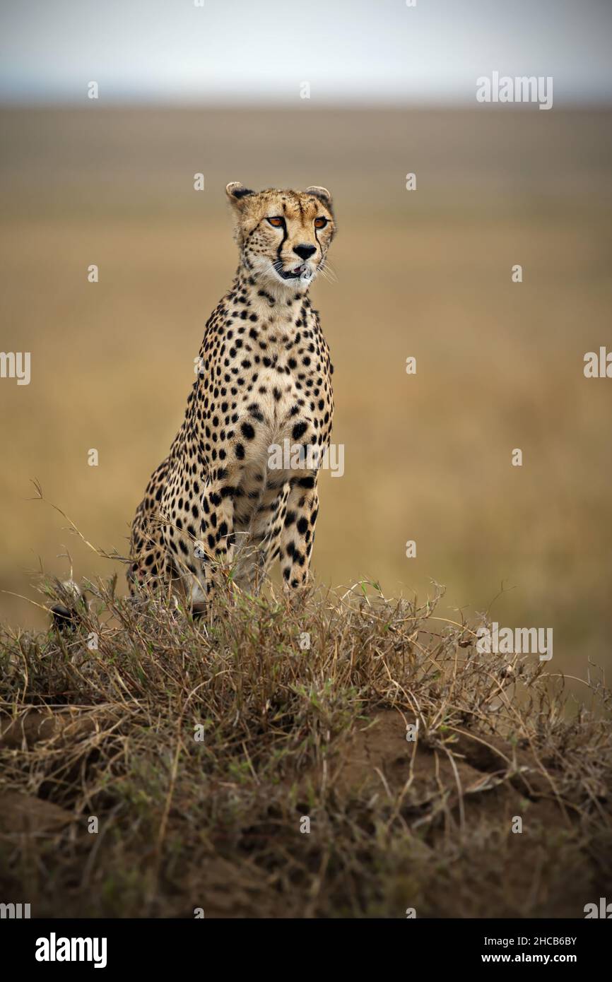 Vertical shot of a cheetah (Acinonyx jubatus) against a blurred field ...