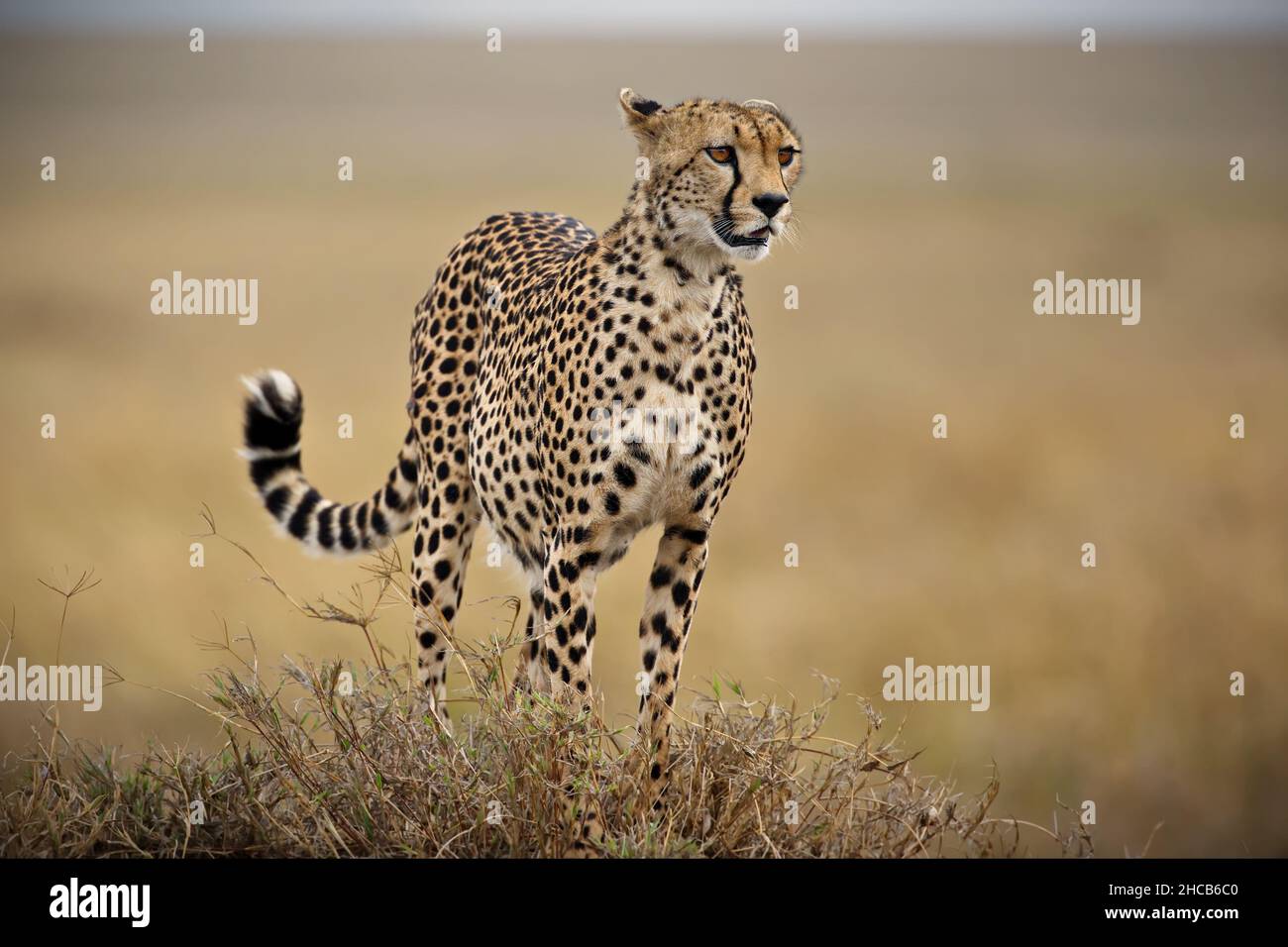 Cheetah in field hi-res stock photography and images - Alamy