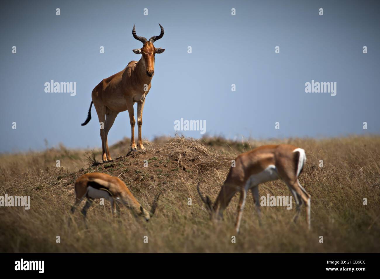 Hartebeest animals in an open field in Tanzania Stock Photo - Alamy