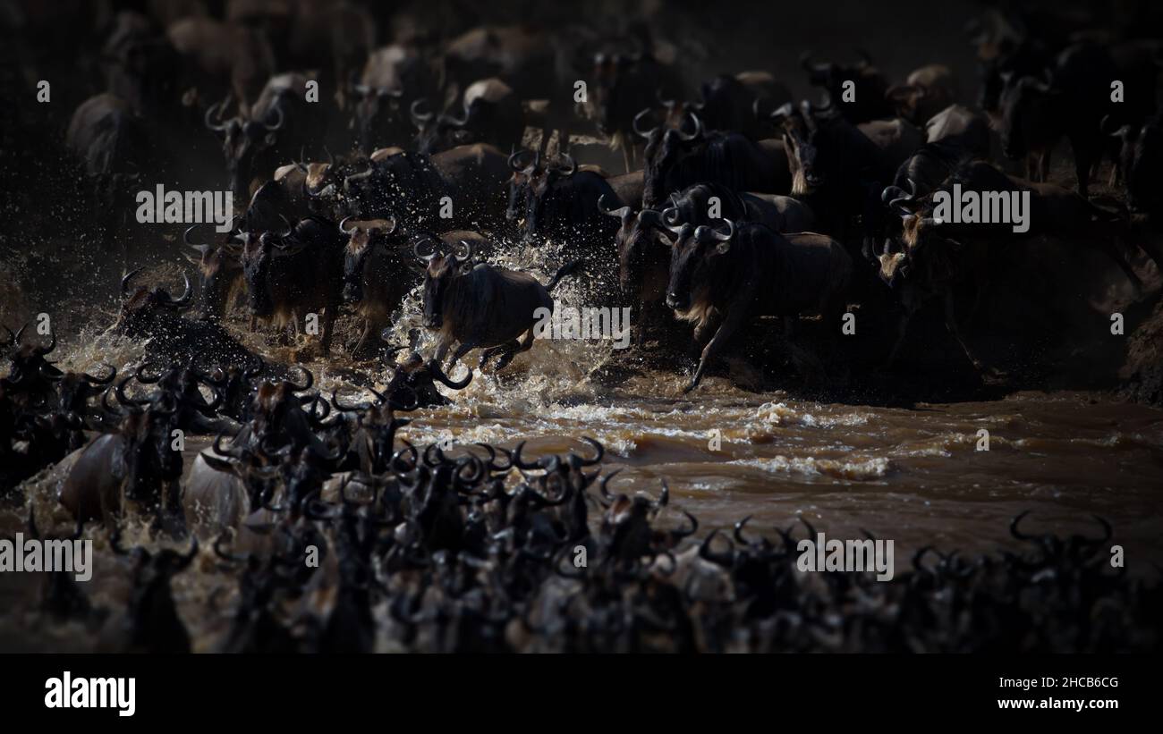 Group of buffalos in Tanzania Stock Photo - Alamy