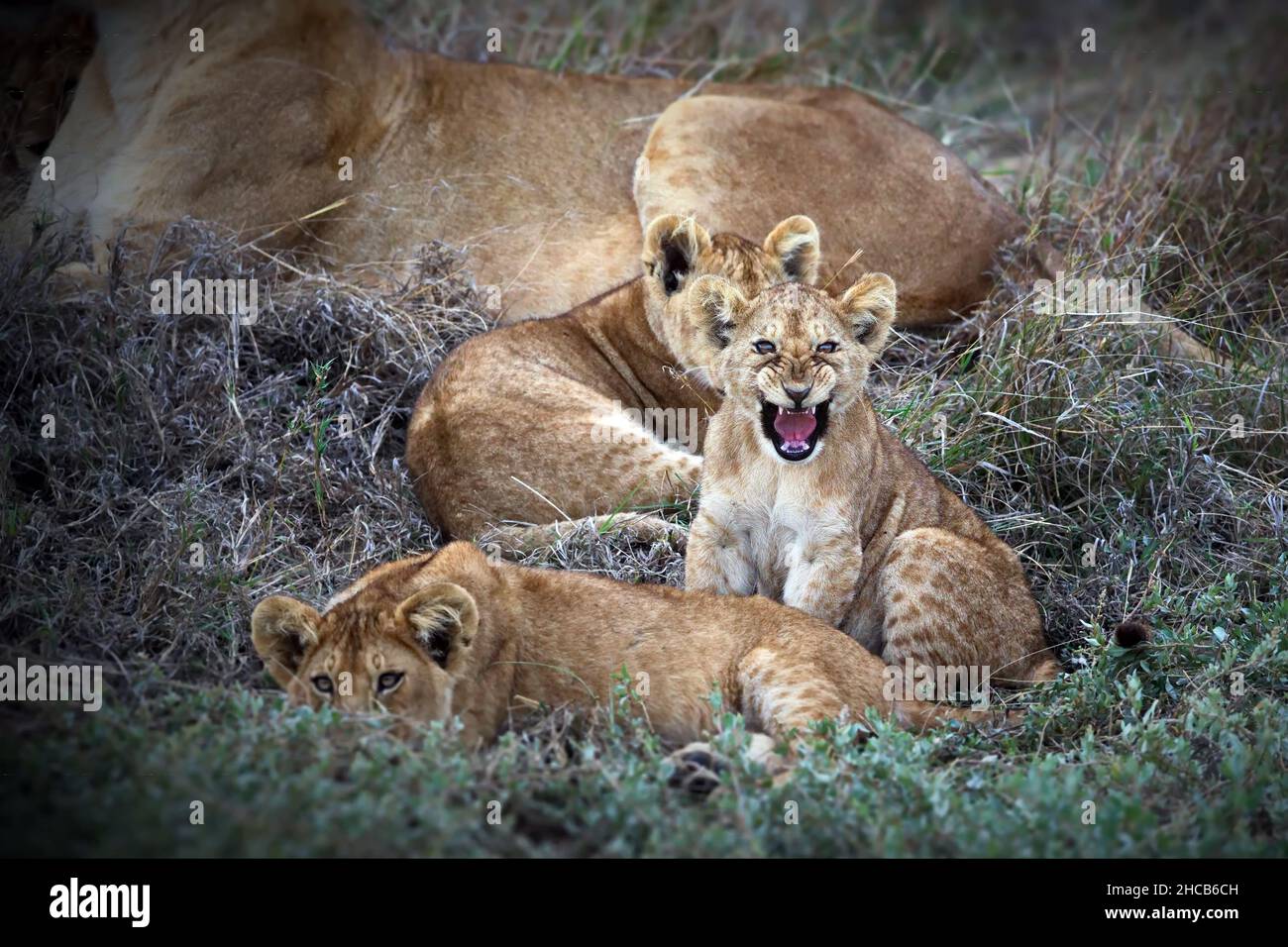 Angry lion hi-res stock photography and images - Alamy