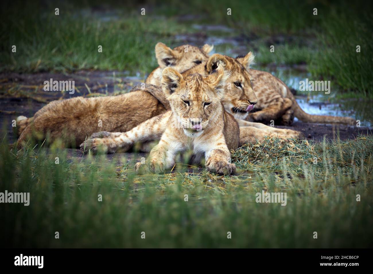 Aggressive animals hi-res stock photography and images - Alamy