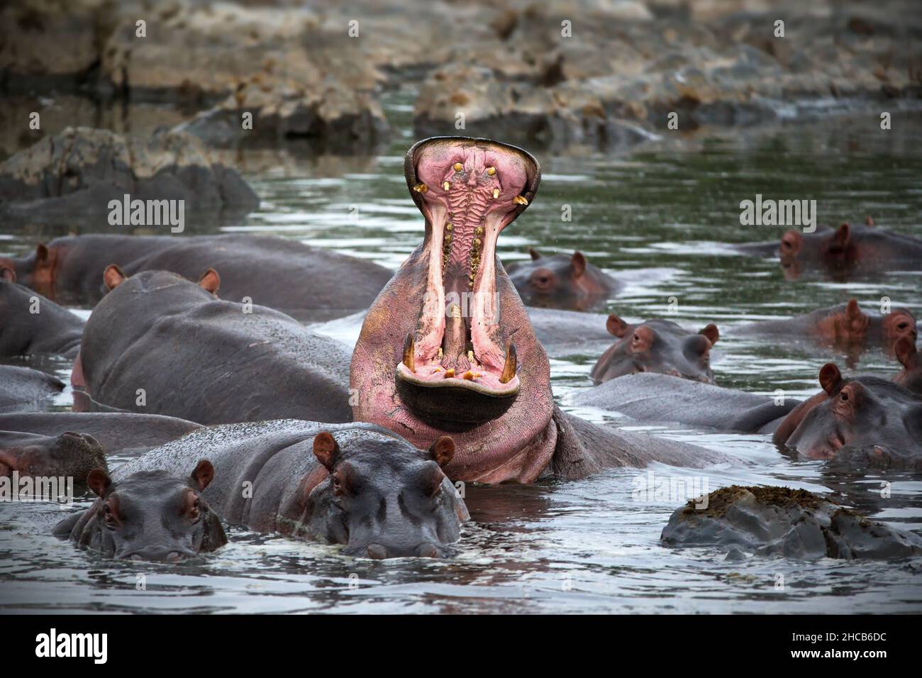 Hippo growling in a pond surrounded by hippos in Tanzania Stock Photo ...