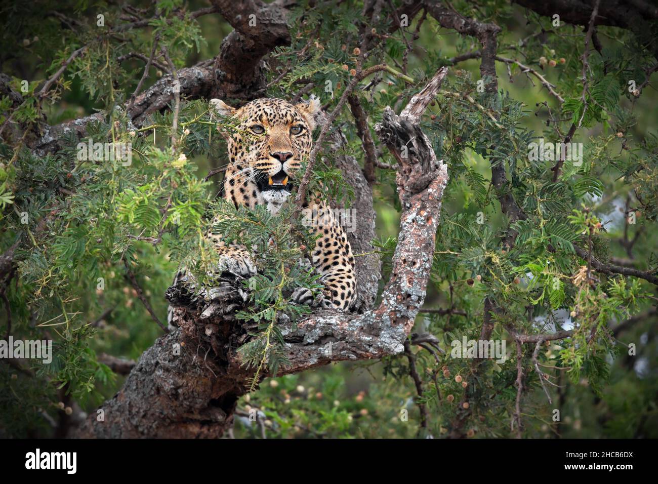 Beautiful leopard up on a tree branch in Tanzania during daylight Stock ...