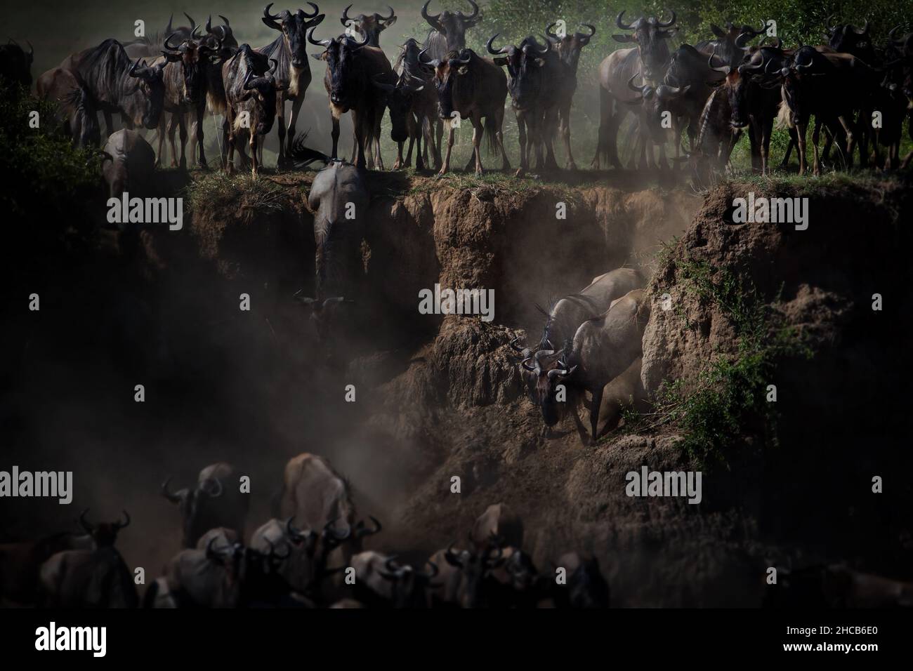 Wildebeest animals in an open field in Tanzania Stock Photo - Alamy
