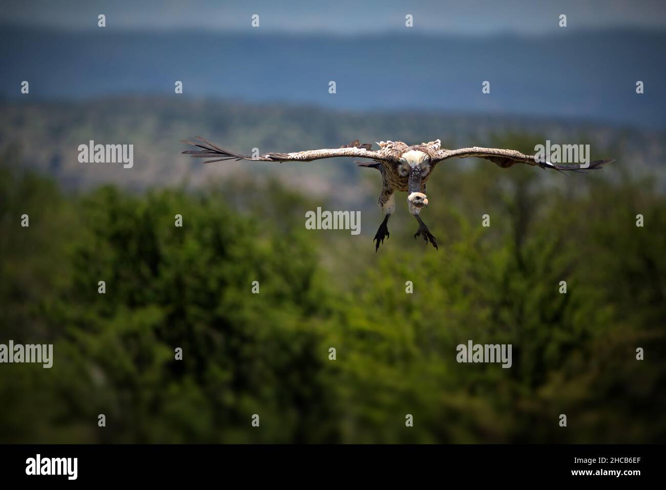 Aerial view of a vulture flying over a park in Tanzania Stock Photo - Alamy