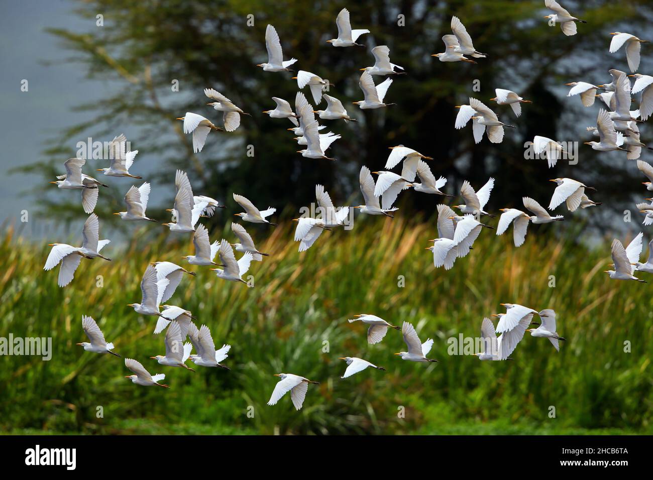 White birds flying in Tanzania Stock Photo - Alamy