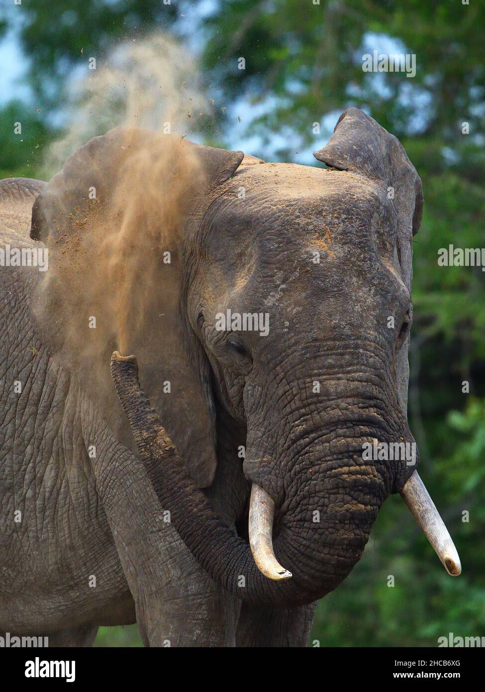 African elephant tusk sand hi-res stock photography and images - Alamy