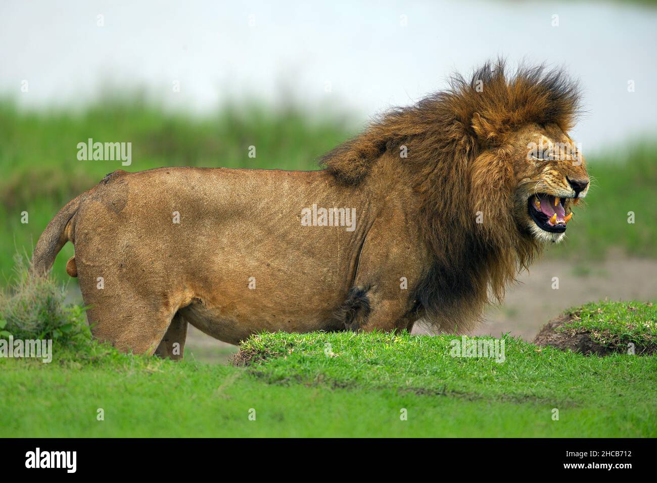 Lion roaring in Tanzania nature during daylight Stock Photo - Alamy