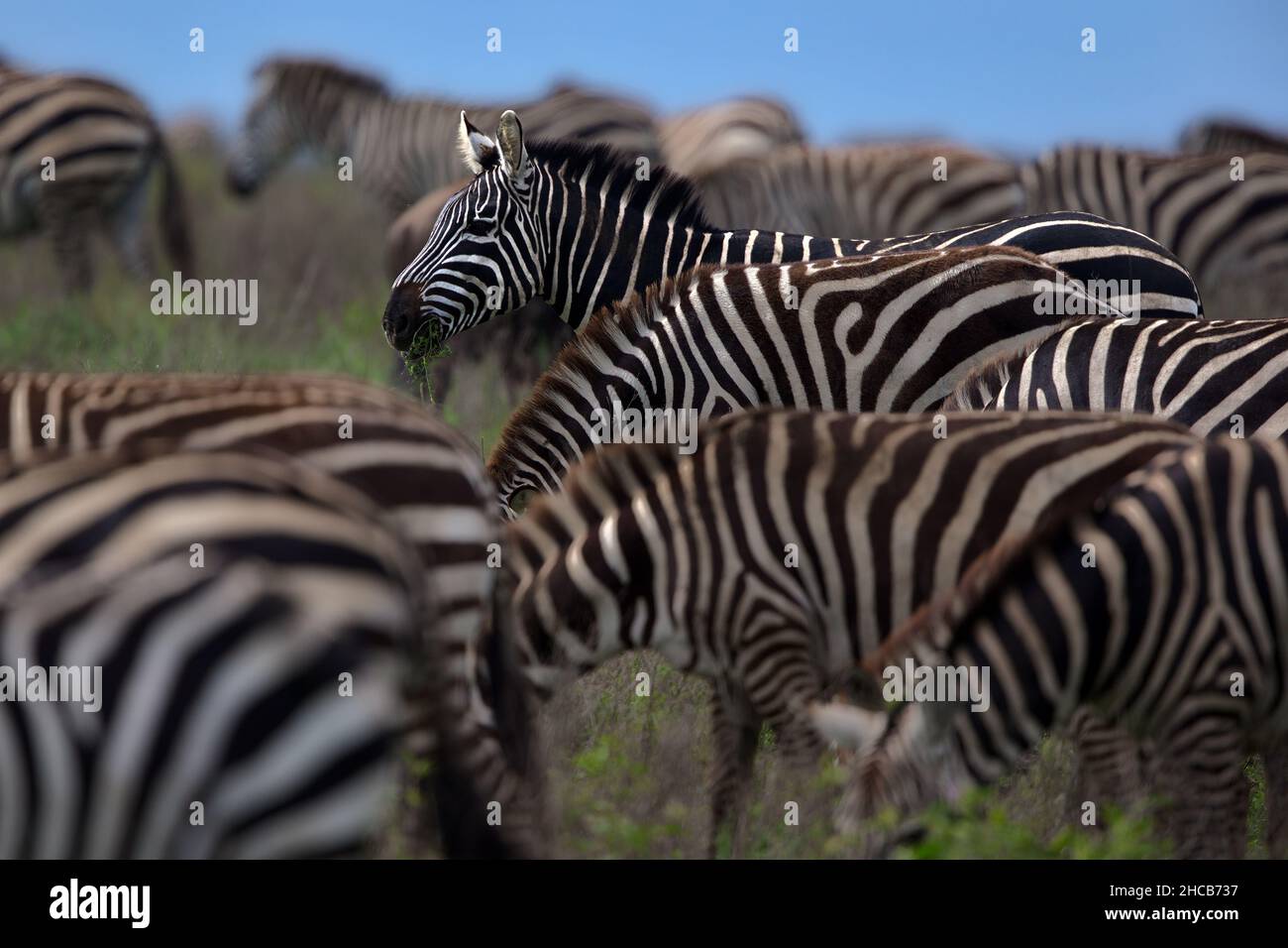Field with zebras in Tanzania during daylight Stock Photo - Alamy