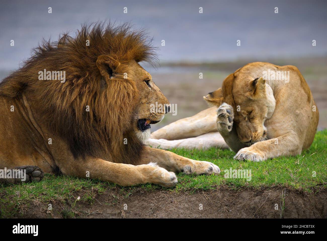 African big cat hi-res stock photography and images - Alamy