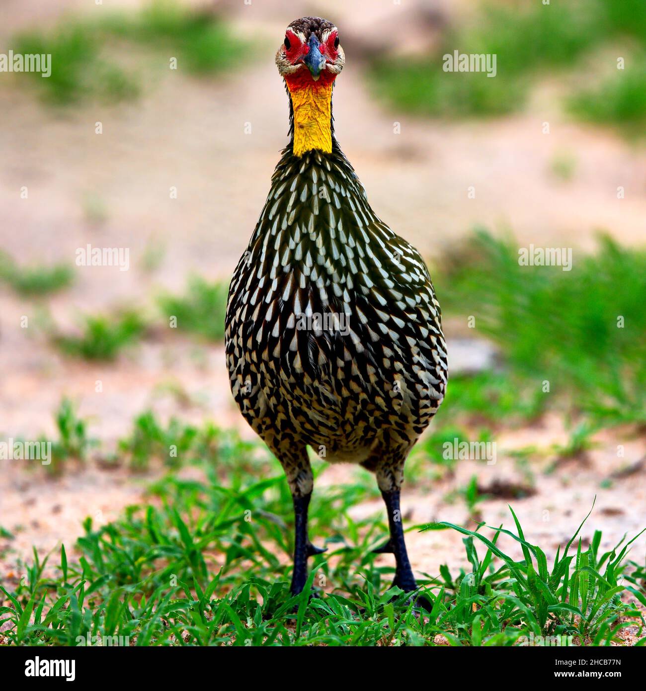 Female francolin hi-res stock photography and images - Alamy