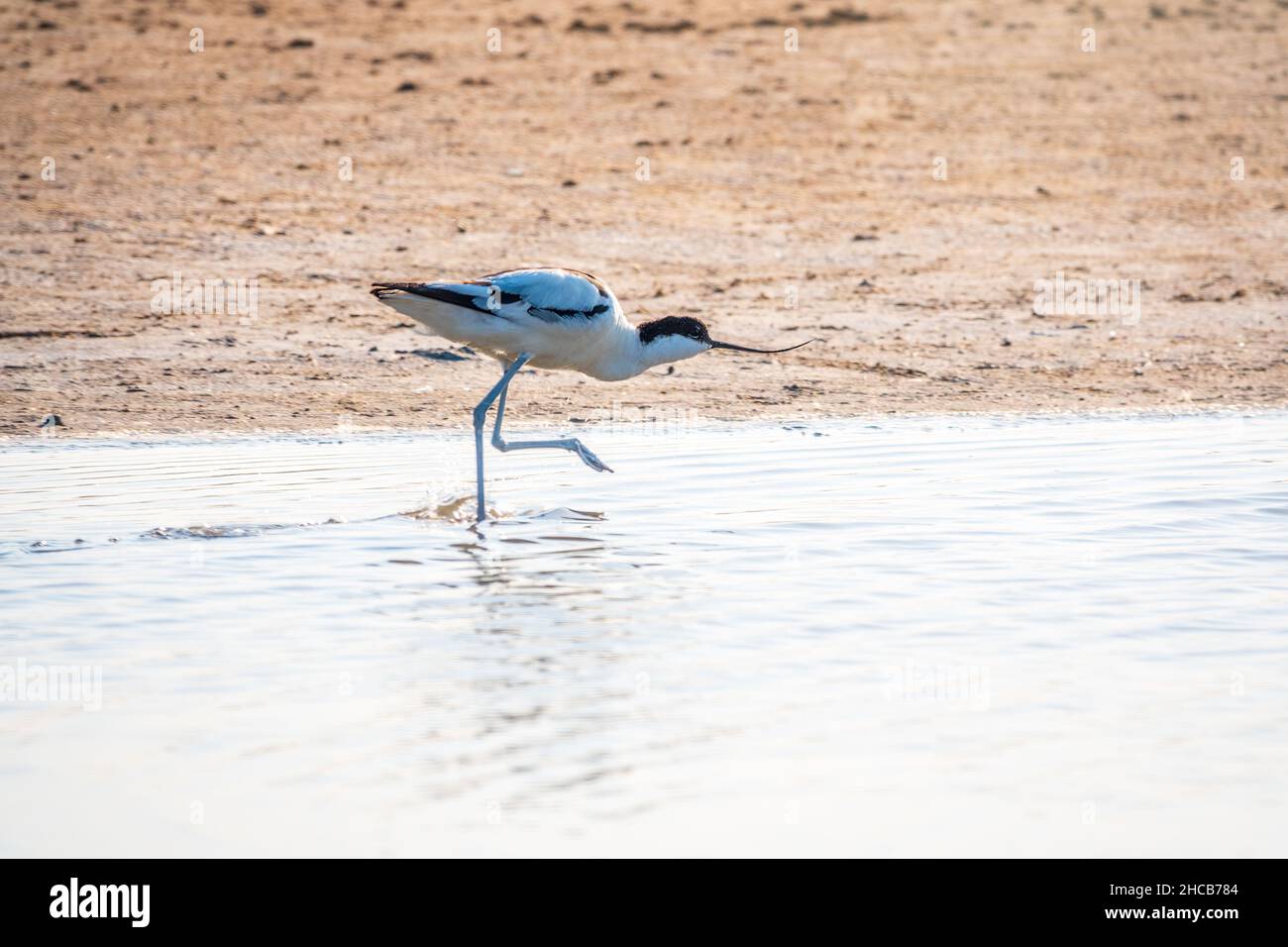 The pied avocet, Recurvirostra avosetta, is a large black and white ...